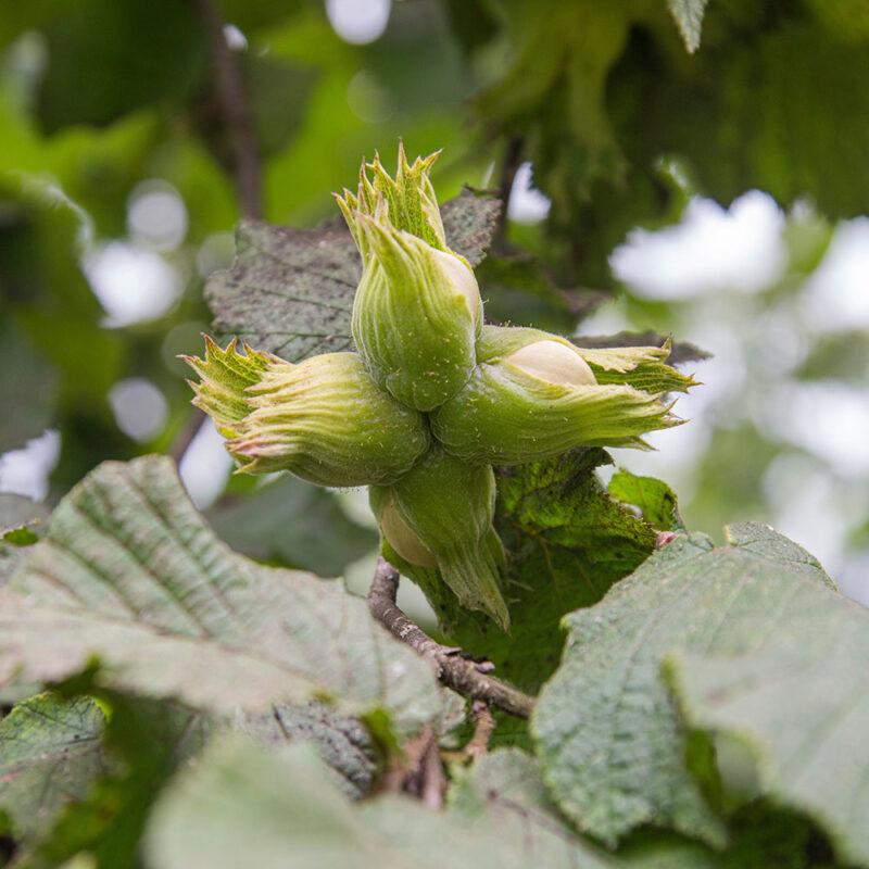 American Hazelnut - Super & Son Nursery