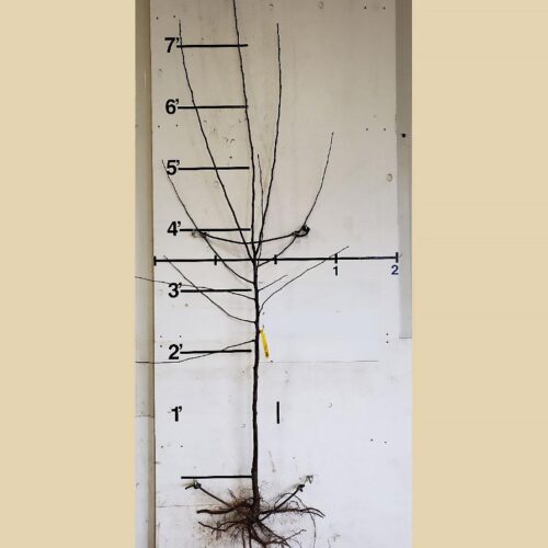 Freedom Apple - Super & Son Nursery