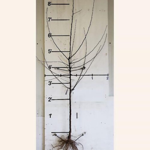 Winecrisp Apple - Super & Son Nursery