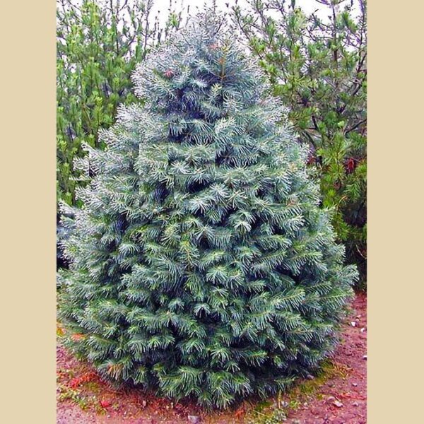 Evergreens - Super & Son Nursery
