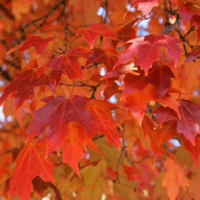 Fall Fiesta Sugar Maple - Super & Son Nursery