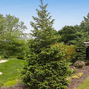 Fraser Fir - Super & Son Nursery