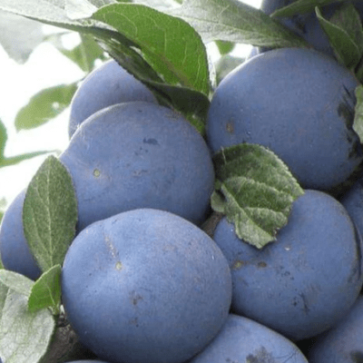 Mt. Royal Plum - Super & Son Nursery