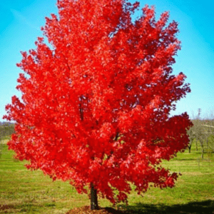 October Glory Red Maple - Super & Son Nursery