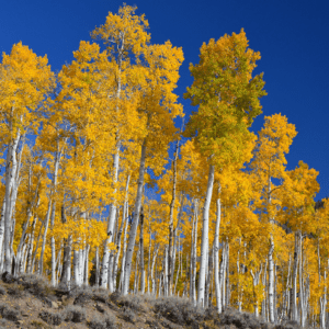 Quaking Aspen - Super & Son Nursery