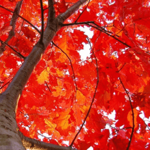 Red Oak (2.5-3ft) - Super & Son Nursery