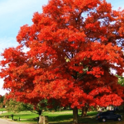 Red Oak (2.5-3ft) - Super & Son Nursery