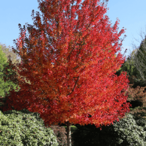 Redpointe Maple - Super & Son Nursery