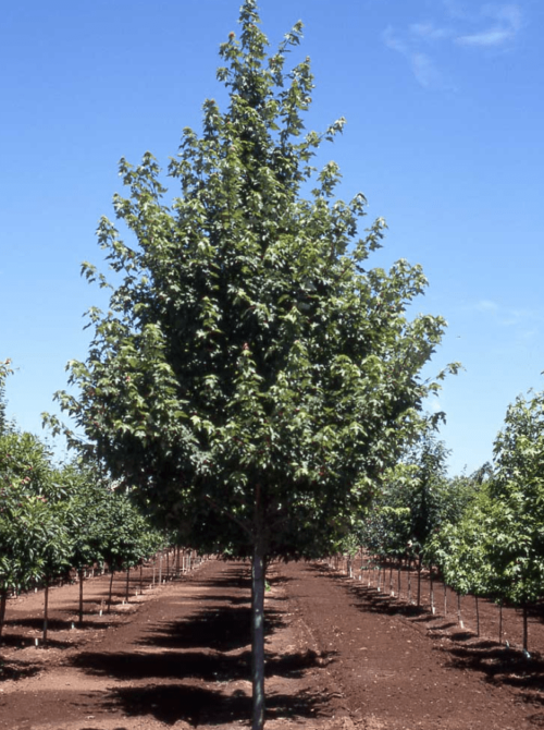 Redpointe Maple - Super & Son Nursery
