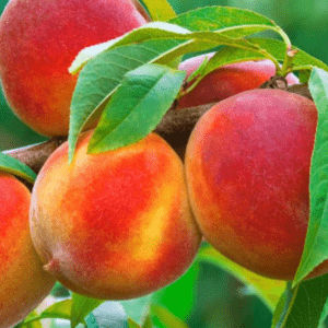 Reliance Peach - Super & Son Nursery