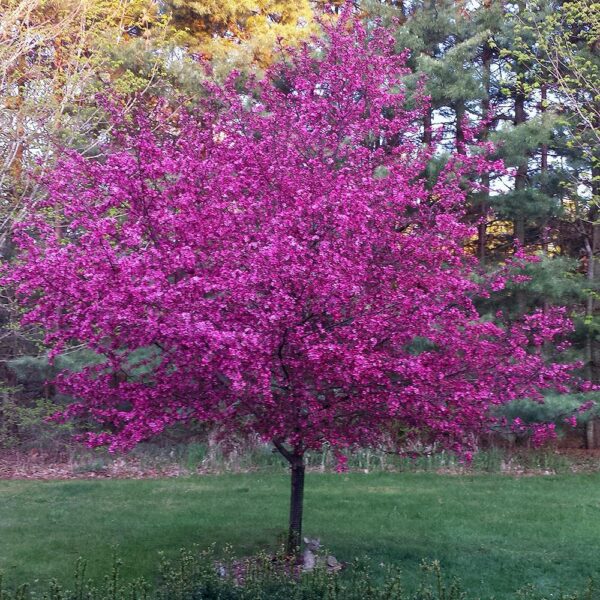 Royal Raindrop Crabapple - Super & Son Nursery
