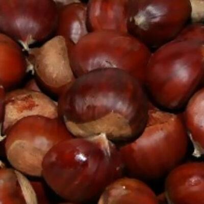 Chestnut Selections - Super & Son Nursery