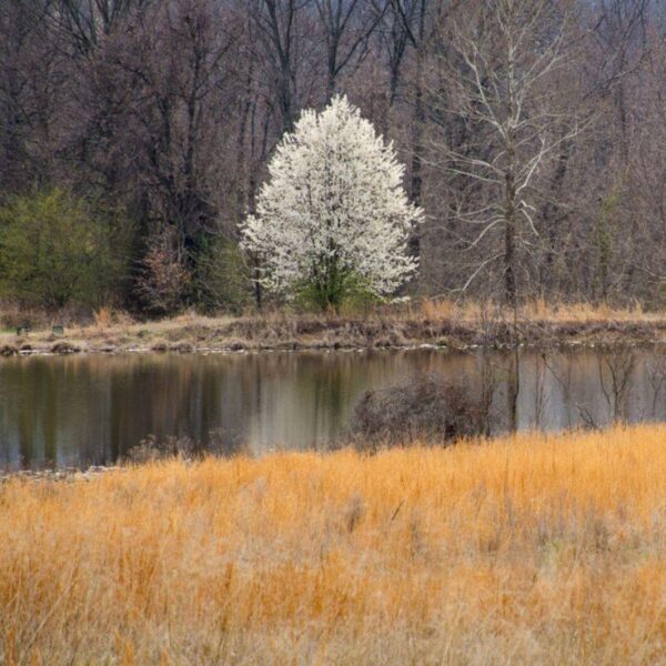 Flowering Trees - Super & Son Nursery