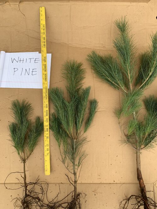 White Pine - Super & Son Nursery