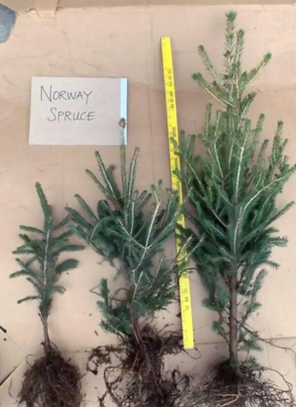 Norway Spruce - Super & Son Nursery