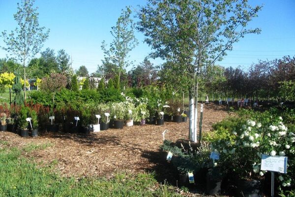 Super & Son Nursery & Landscaping | Eastern Michigan Nursery