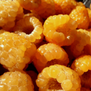 Fall Gold Raspberry - Super & Son Nursery