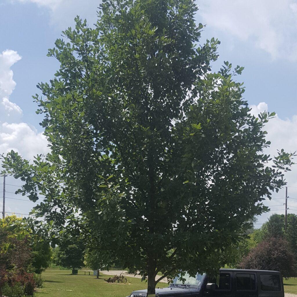 Heritage Oak - Super & Son Nursery