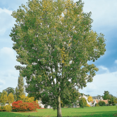 Siouxland Poplar - Super & Son Nursery