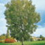 Siouxland Poplar - Super & Son Nursery