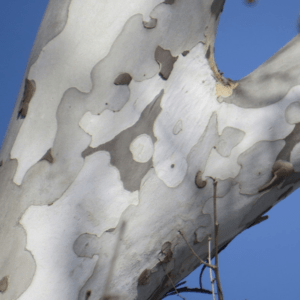 Exclamation Sycamore - Super & Son Nursery