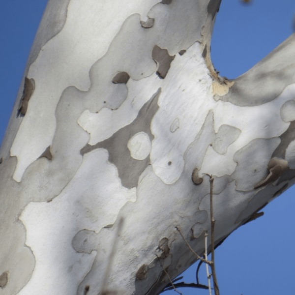 Exclamation Sycamore - Super & Son Nursery