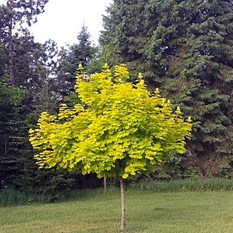 Gallery - Super & Son Nursery