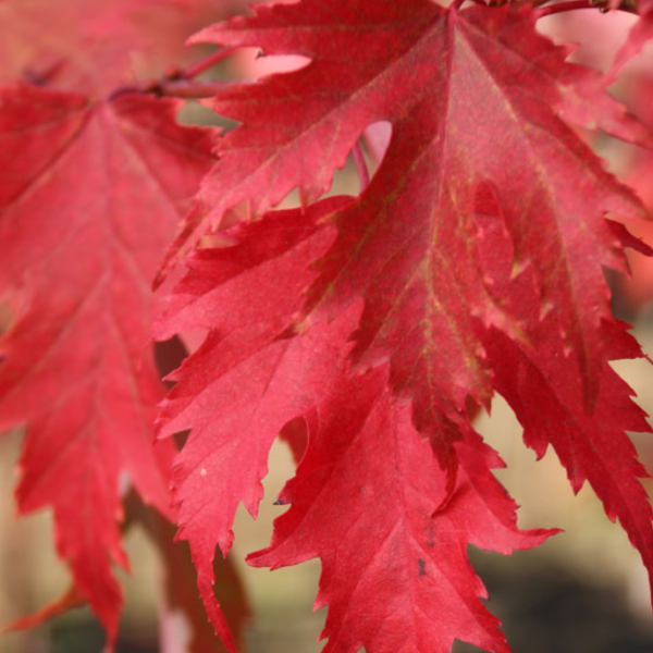 Firefall Maple - Super & Son Nursery