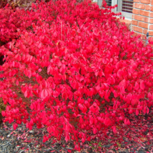 Little Moses Burning Bush - Super & Son Nursery