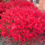 Little Moses Burning Bush - Super & Son Nursery
