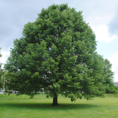 Swamp White Oak - Super & Son Nursery